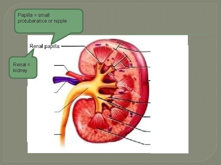 Osmoregulation Excretory System Purpose Maintain homeostasis by regulating