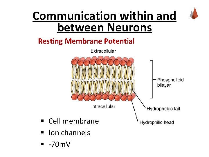 Neurons Professor Name Class and Section Number Learning