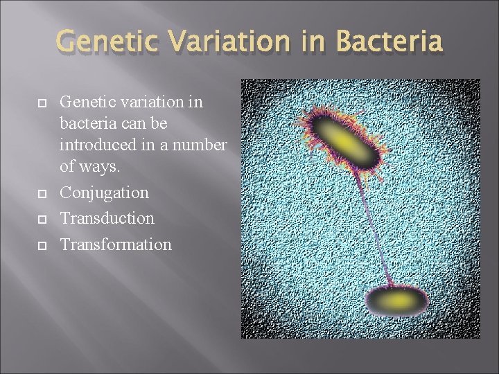 VIRUSES BACTERIA AND THE IMMUNE SYSTEM The Molecular