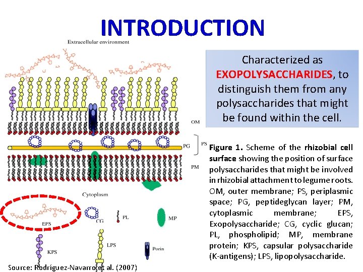 PRODUCTION OF EXOPOLYSACCHARIDE FROM RHIZOBIA WITH POTENTIAL BIOEMULSIFYING
