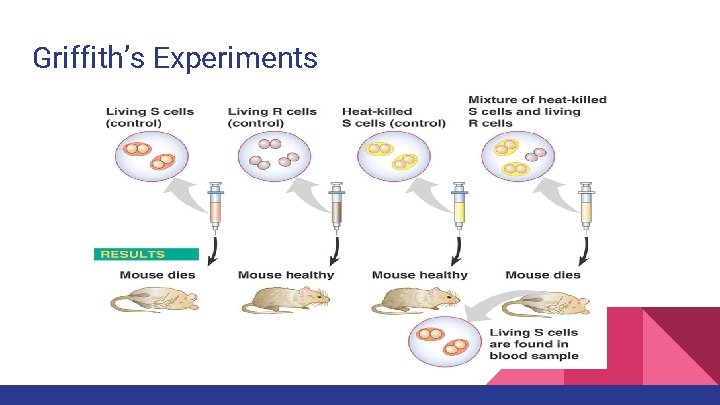Identifying the Substance of Genes 12 1 Bacterial