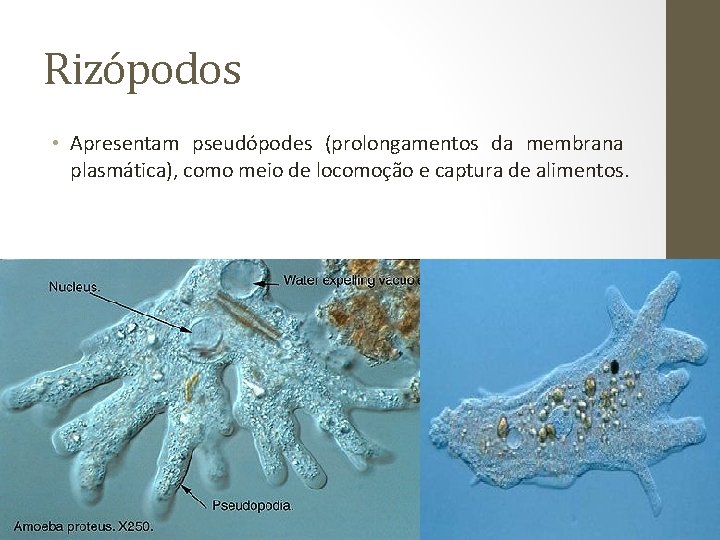 Protozorios Caractersticas gerais Caractersticas gerais Reino formado por