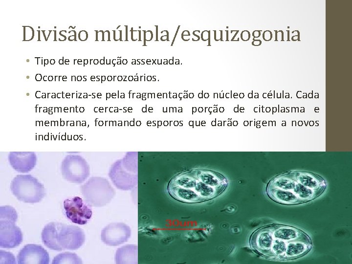 Protozorios Caractersticas gerais Caractersticas gerais Reino formado por