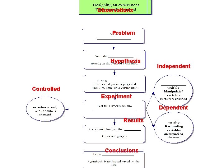 Designing an Experiment The Scientific Method The scientific