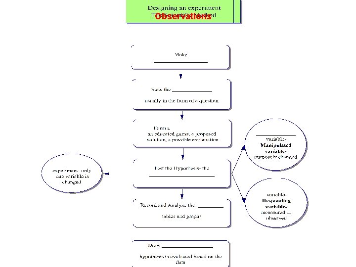 Designing an Experiment The Scientific Method The scientific