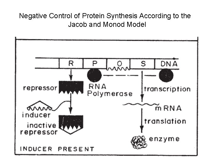 Overproduction of Metabolites of Industrial Microorganisms MECHANISMS ...