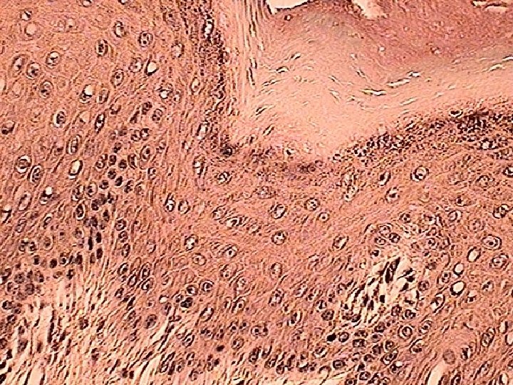 Bio 241 Unit 1 Lecture 5 Glandular Epithelium