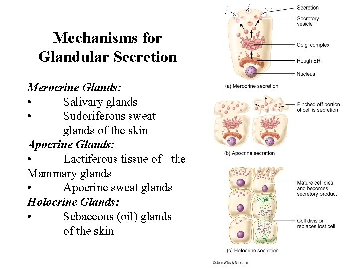 Bio 241 Unit 1 Lecture 5 Glandular Epithelium