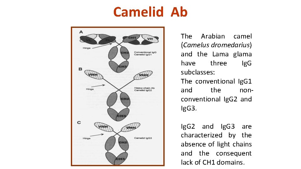 Camelid Ab The Arabian camel Camelus dromedarius and
