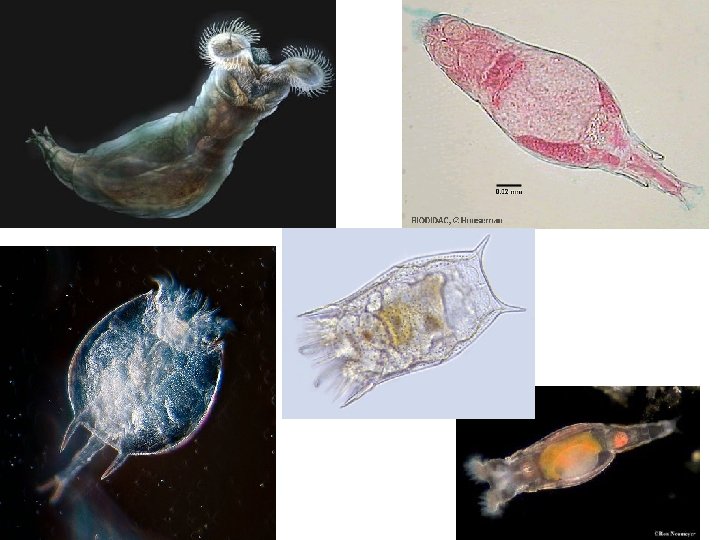 Blm 10 Gnathifera Rotiferler Acanthocephaller ve Dier ki