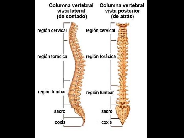 UNIVERSIDAD TECNICA DE MANABI EXPOSICION DE ANATOMIA COLUMNA