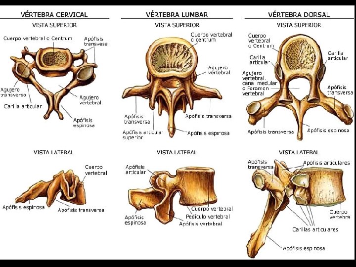 UNIVERSIDAD TECNICA DE MANABI EXPOSICION DE ANATOMIA COLUMNA