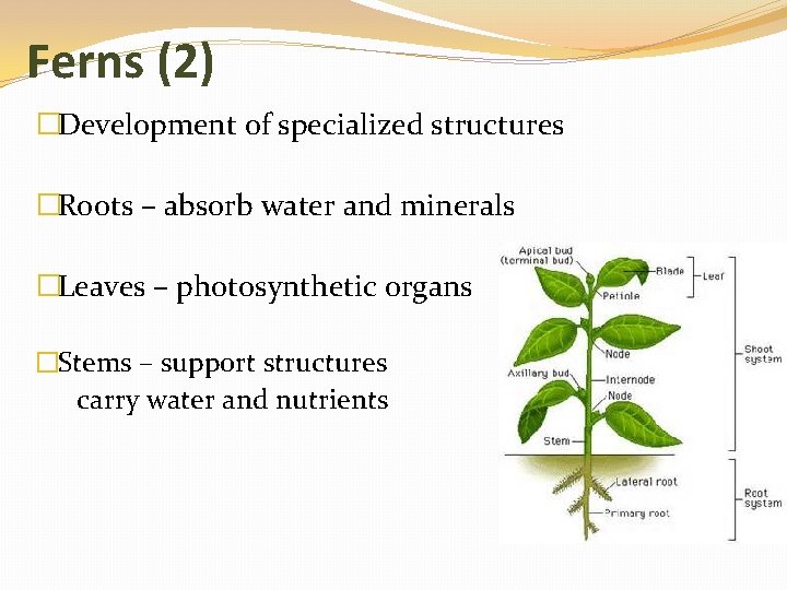 CHAPTERS 22 23 and 24 PLANTS Chapter 22