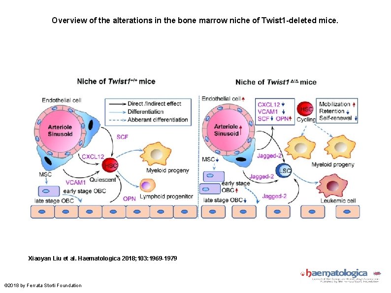Niche TWIST 1 is critical for maintaining normal
