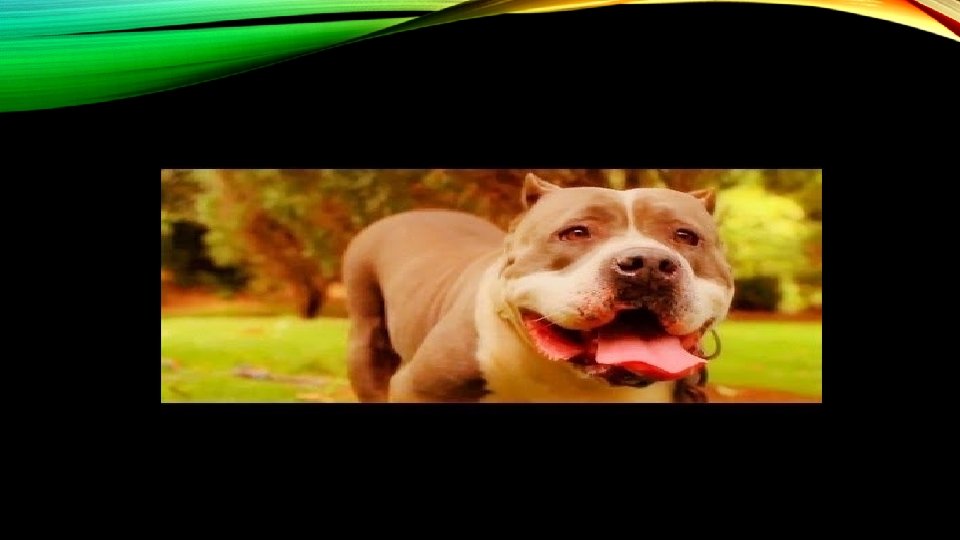 AMERICAN PITBULL TERRIERS Pitbulls are intelligent affectionate loyal