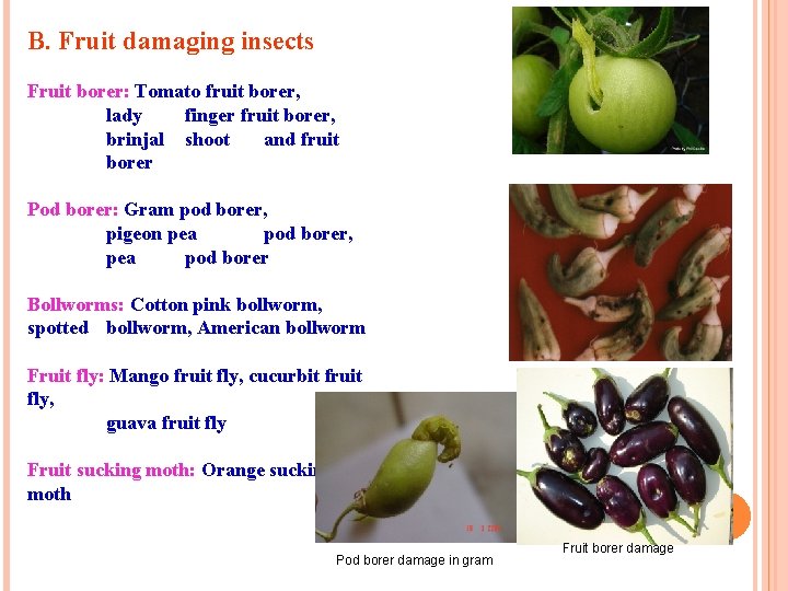 Type of Pests Insects Noninsect Pests Introduction A