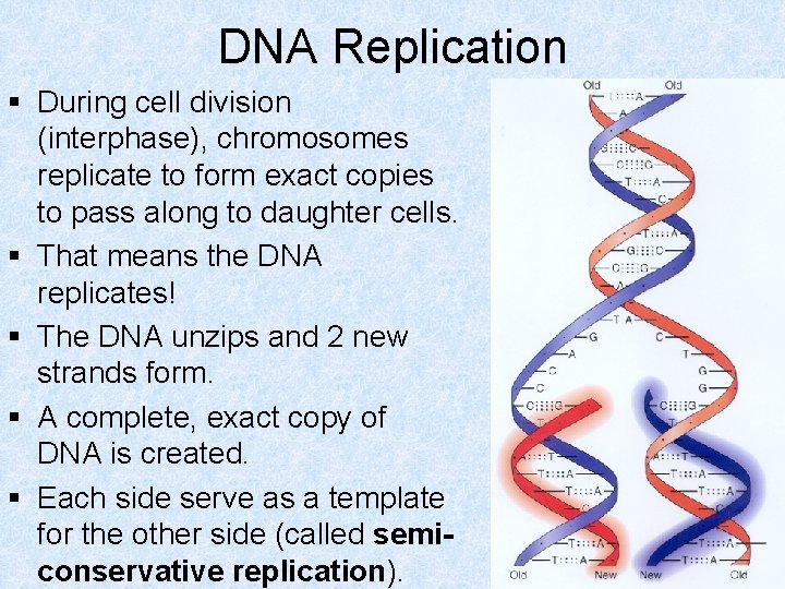 DNA Structure and Function Review Nucleus brain of