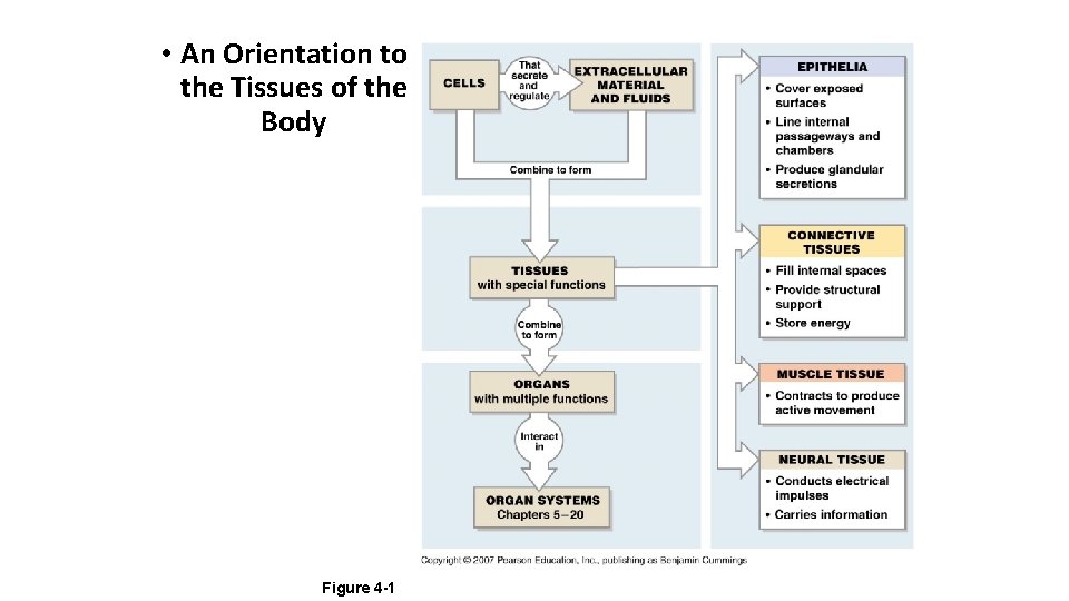 What are the body tissues Histology The study