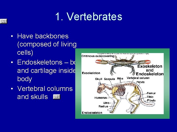 Body Systems in Vertebrate Animals 1 Vertebrates Have