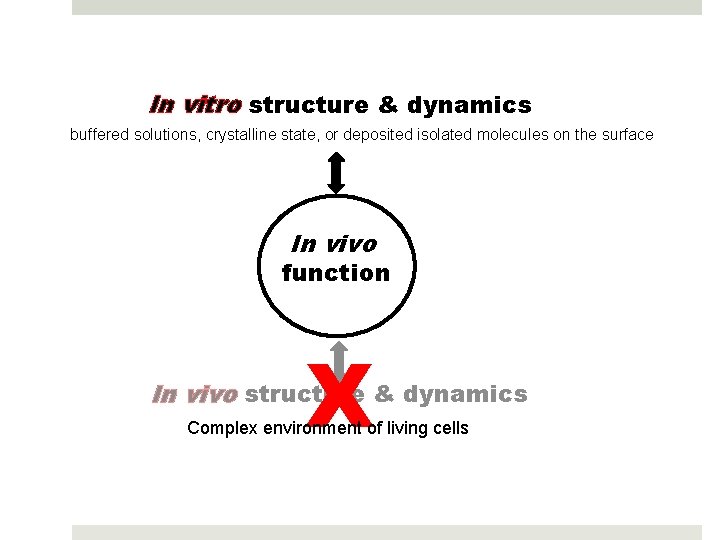 Structural Biology a concept structure dynamics In vivo