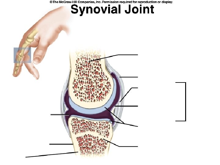 Biomechanics of Joints Articulations Joint Classifications n Structural