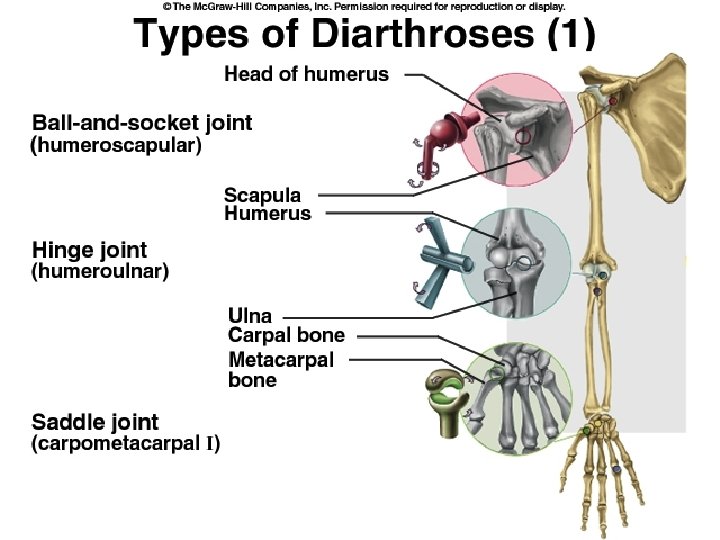 Biomechanics of Joints Articulations Joint Classifications n Structural