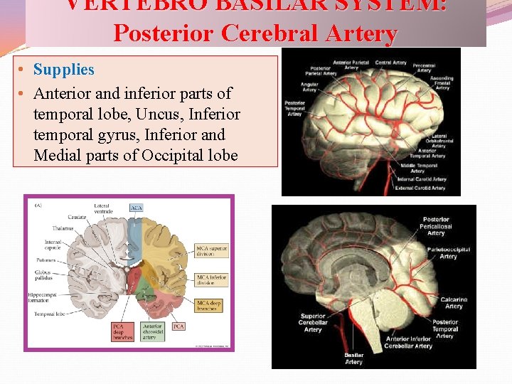 CEREBRAL BLOOD CIRCULATION OBJECTIVES At the end of