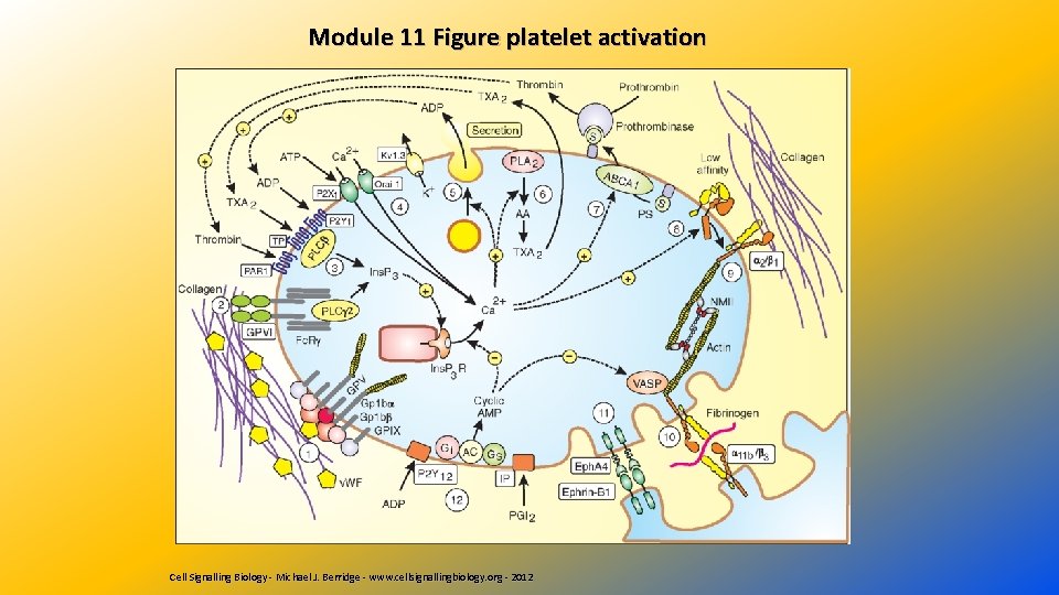 Lecture 1415 Inflamation Stress Signaling BIOL 51906190 Cellular