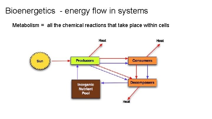 Metabolism Chapter 6 Bioenergetics energy flow in systems