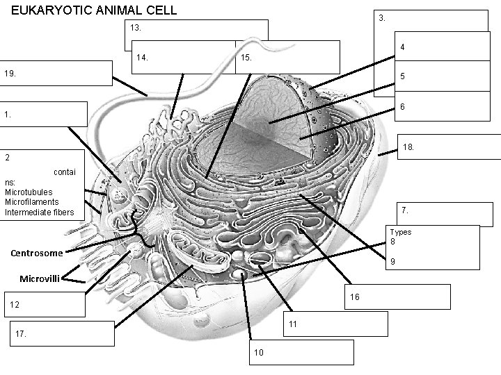 Structure 1 Cytoplasm 2 Cytoskeleton CYTOSKELETON CONTAINS 3