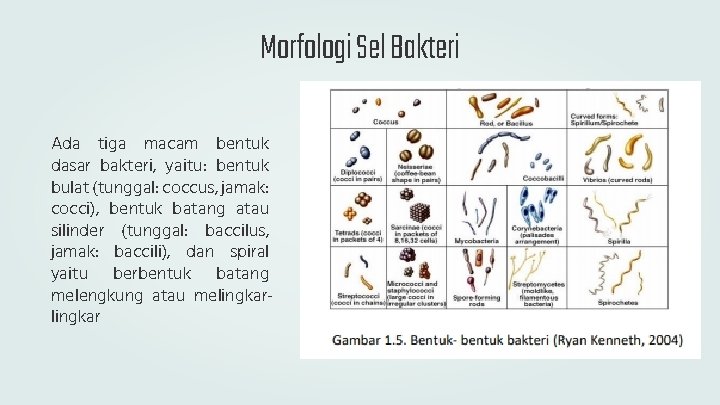 Klasifikasi bakteri berdasarkan komposisi dinding sel dan sifat