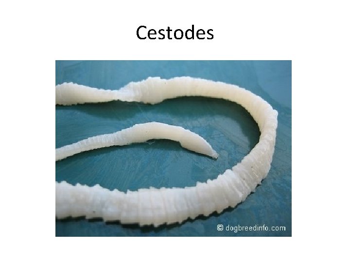 Medical Parasitology Classification of Parasites Parasites are Eukaryotes