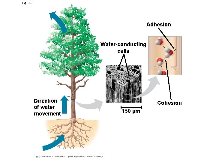 Fig 3 1 Water is the biological medium