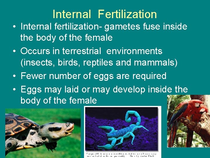 Pregnancy and Embryo Development Pregnancy is the time