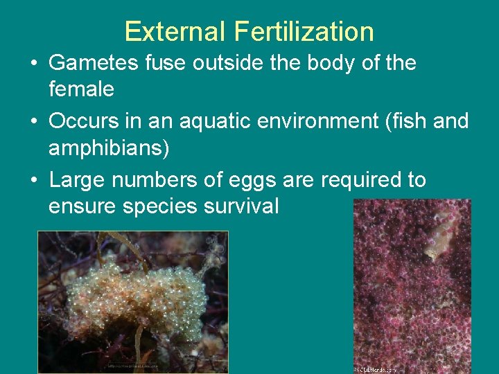 Pregnancy and Embryo Development Pregnancy is the time
