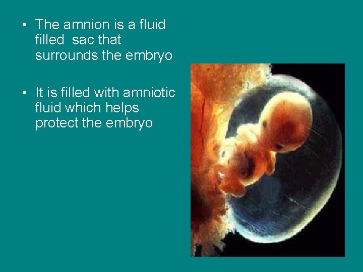 Pregnancy and Embryo Development Pregnancy is the time