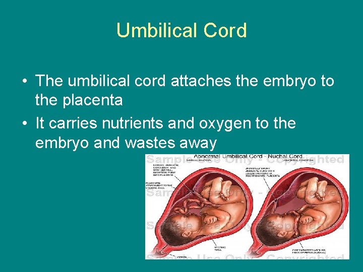 Pregnancy and Embryo Development Pregnancy is the time