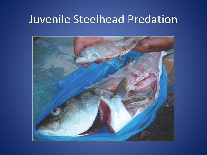 Charles Hanson Ph D Fisheries Biologist Hanson Environmental