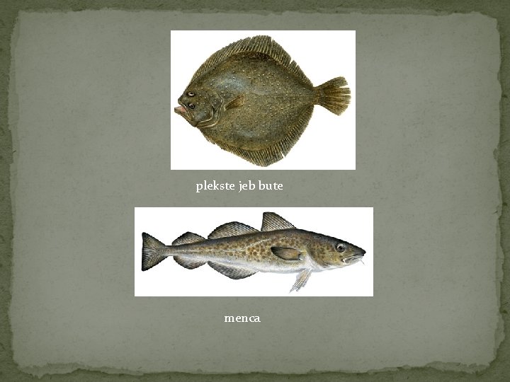 Zivis to uzturvrtba un apstrde ZIVIS Zivis cilvks