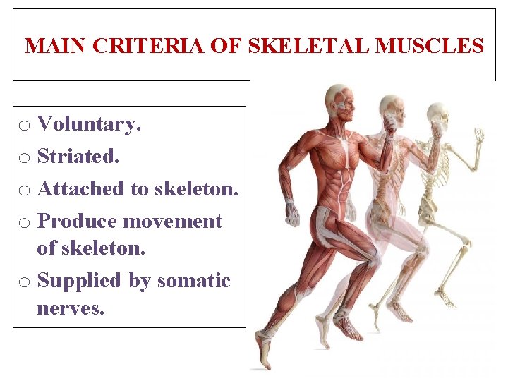 SKELETAL MUSCLES LEARNING AGREEMENT No mobile devices or