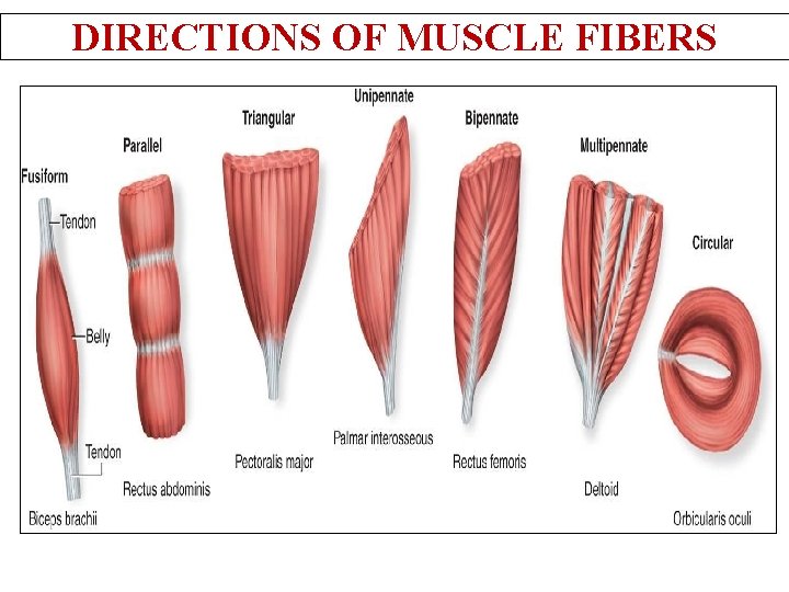 SKELETAL MUSCLES LEARNING AGREEMENT No mobile devices or