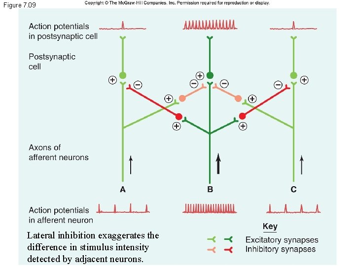 8 October 2008 Chapter 7 Sensory Physiology Friday