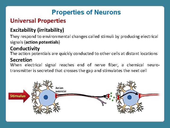 Lecture 17 Nervous Tissue Chapter 12 Objectives 1