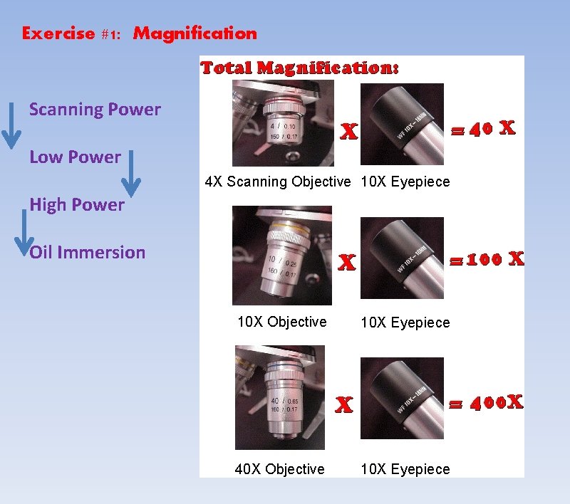 Lab Safety Microscope Use Learning Goal 1 I