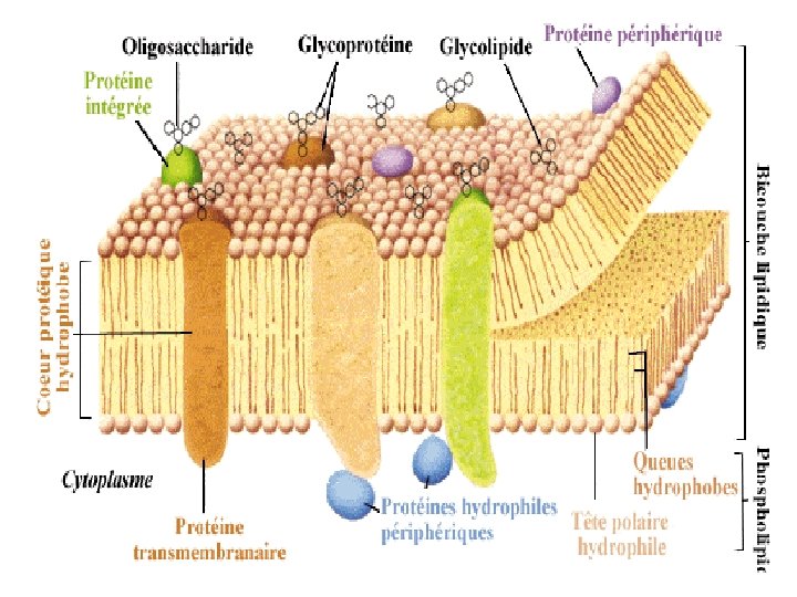 La membrane plasmique Objectifs du cour Dcrire la