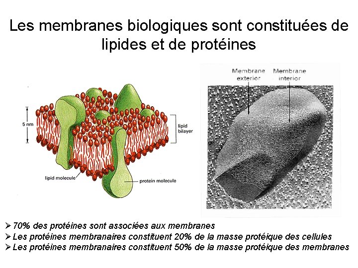 La membrane plasmique Objectifs du cour Dcrire la