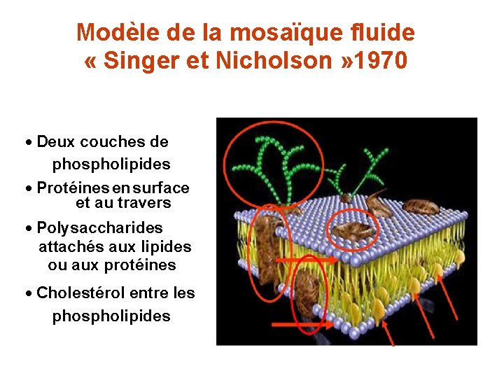 La membrane plasmique Objectifs du cour Dcrire la