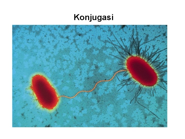 Bangun Tubuh Bakteri Primer utama setiap bakteri memiliki