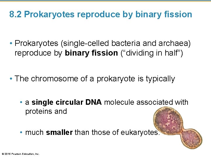 Chapter 8 The Cellular Basis of Reproduction and