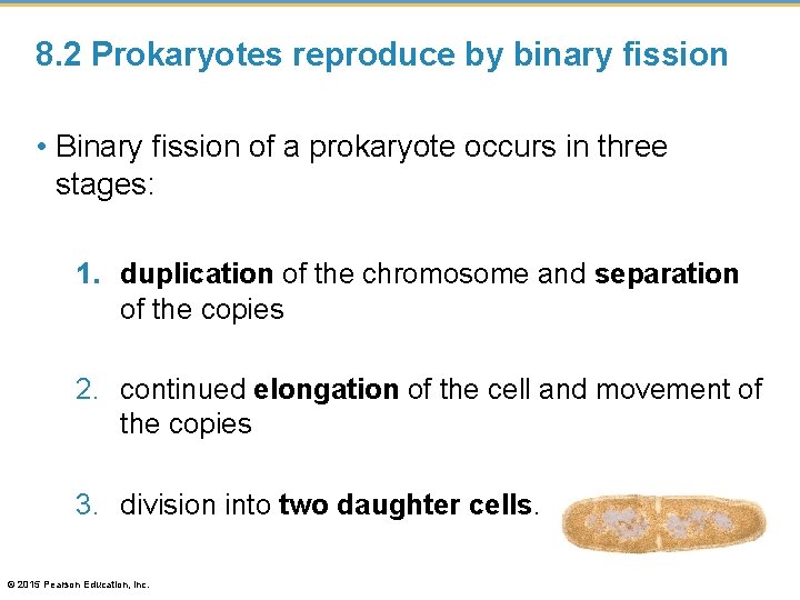 Chapter 8 The Cellular Basis of Reproduction and